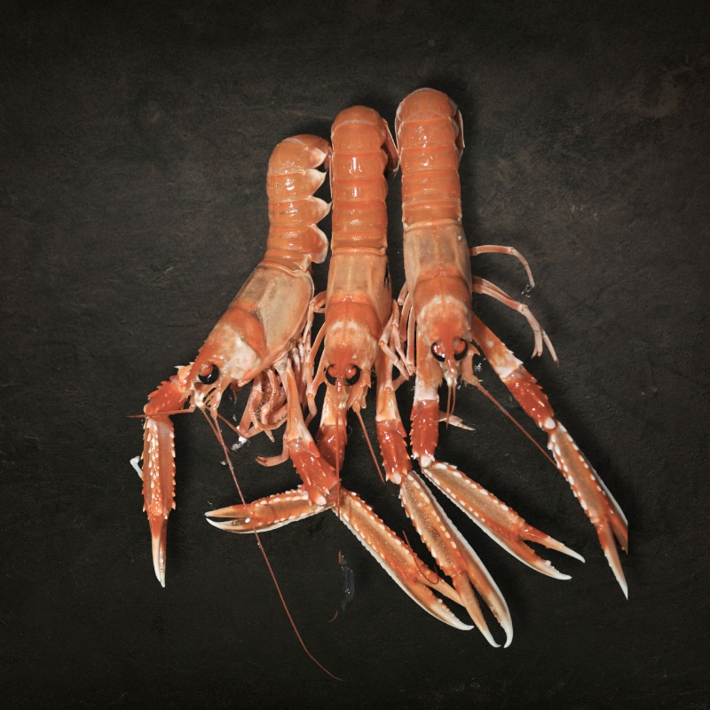 Langoustine cuite 16/20 500g - Carré de Boeuf Rungis